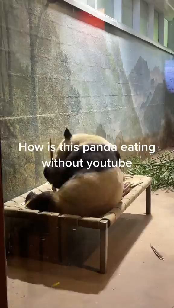 How is this panda eating without youtube - iFunny