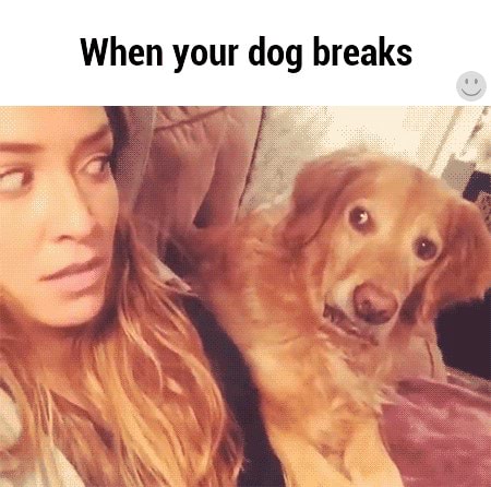 When your dog breaks - )