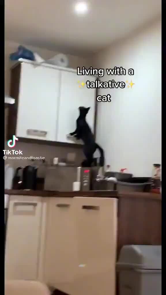 Living with a talkative cat TikTok - iFunny