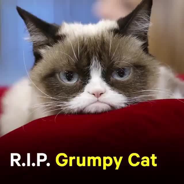 R.I.P. Grumpy Cat - iFunny