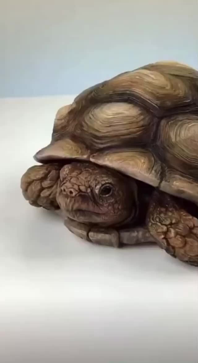 Video memes 5RvlD1b09 by gorp: 1 comment - iFunny