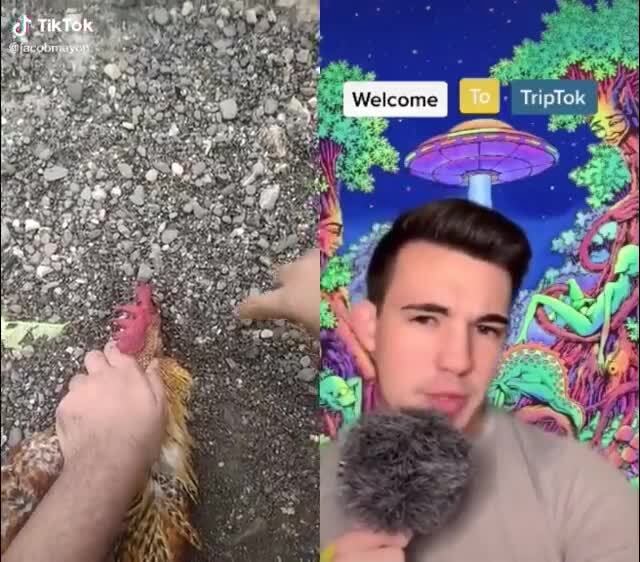 TripTok TikTok oF - iFunny