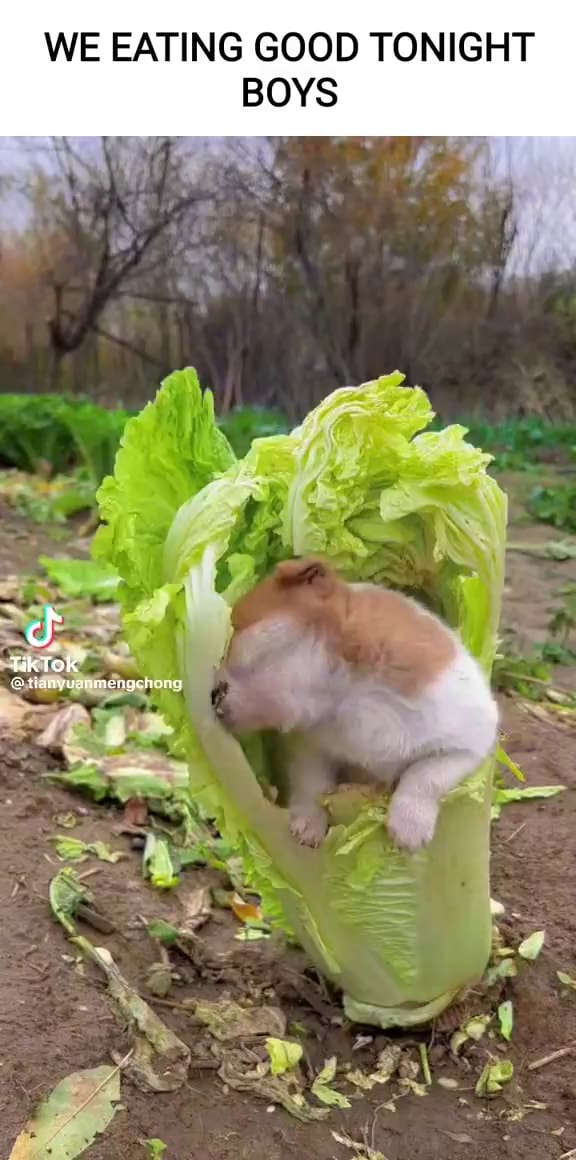 WE EATING GOOD TONIGHT BOYS Tik Tok - iFunny