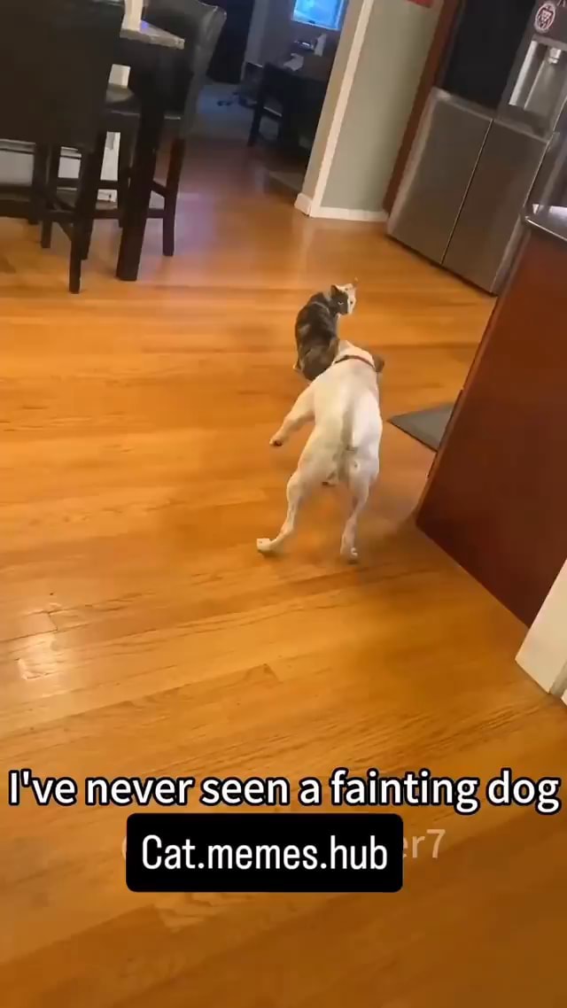 I've never seen a fainting dog Cat.memes.hub - iFunny
