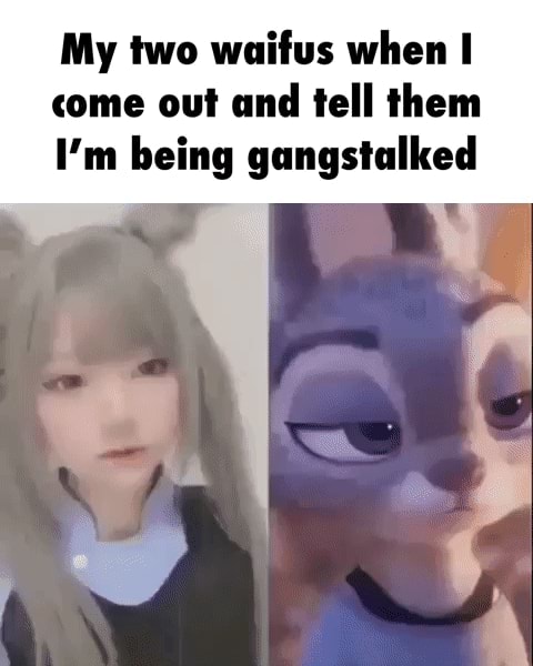 My two waifus when I come out and tell them I'm being gangstalked - iFunny