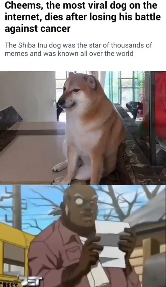 Cheems, the most viral dog on the internet, dies after losing his ...