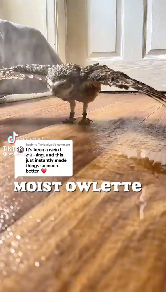 Been a weird sworning, and this just instantly made things so much ...