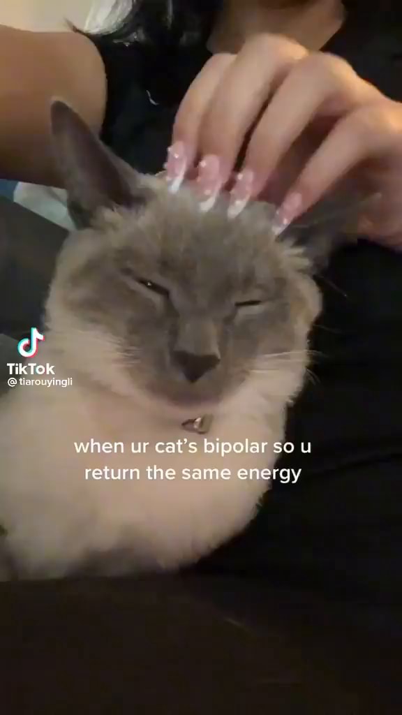 TikTok when ur cat's bipolar so u return the same energy - iFunny