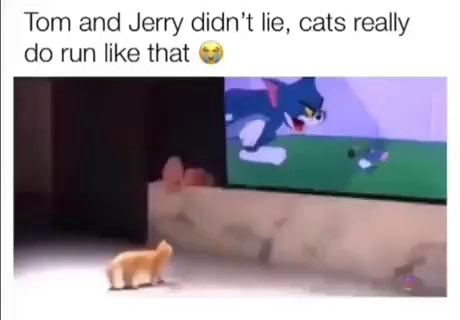 Tom and Jerry didn't lie, cats really do run like that - iFunny