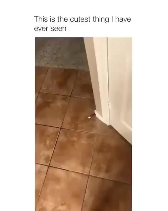 This is the cutest thing I have ever seen - iFunny