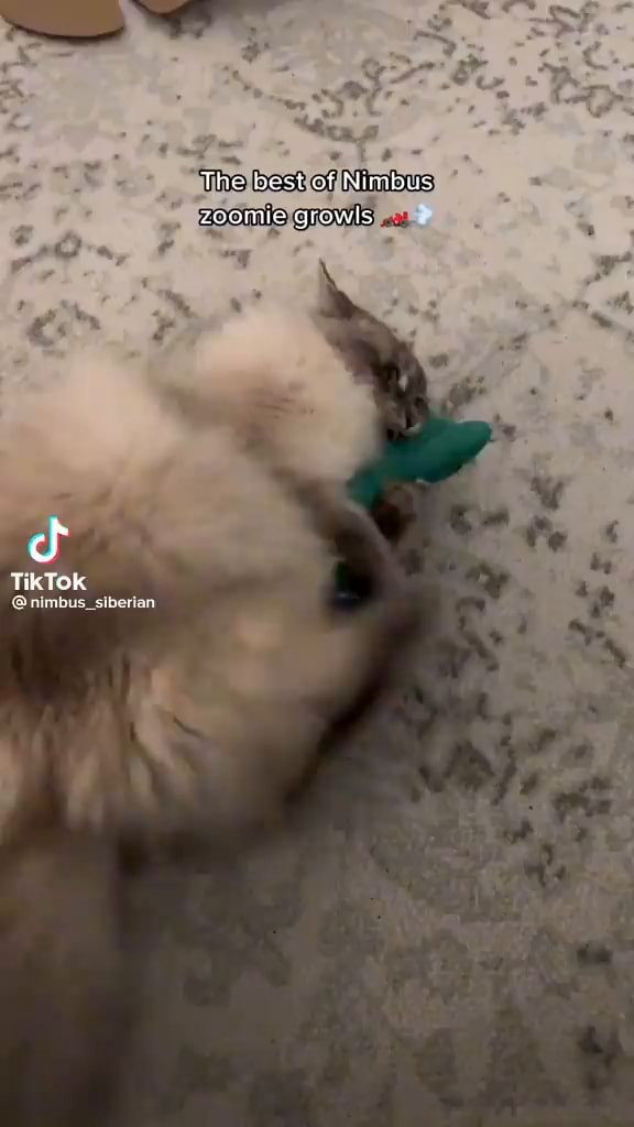 The best of Nimbus zoomie growls Sf Tik Tok Bemmbus, siberian - iFunny