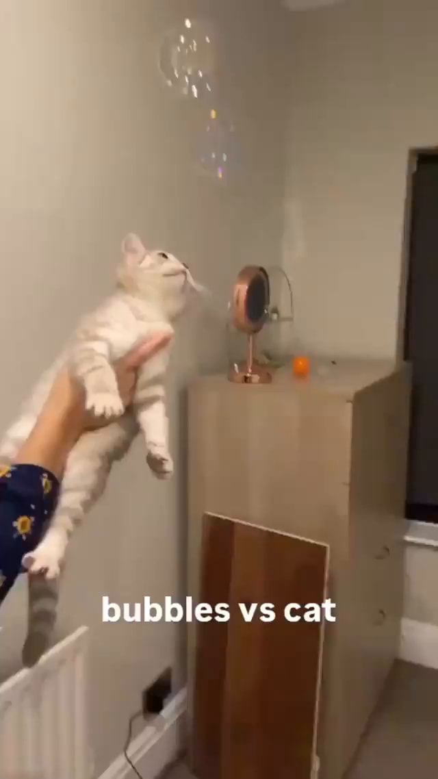 Bubbles vs cat - iFunny