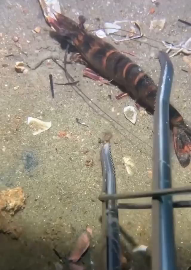 Video memes h9BC876CC by RetardStrength: 1.3K comments - iFunny