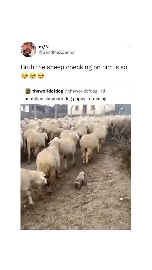 \ @SendPieXSenpai Bruh the sheep checking on him is so eve ...