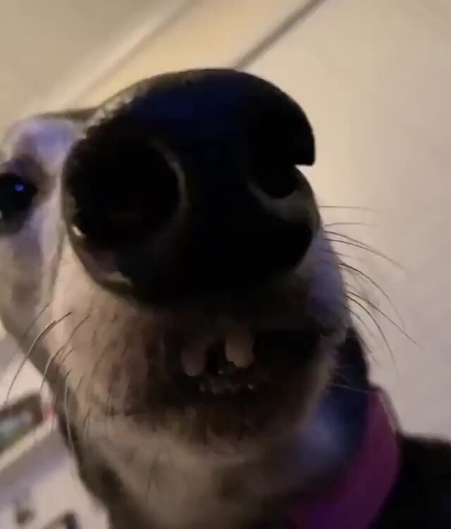 Adorable little buck tooth dog - iFunny