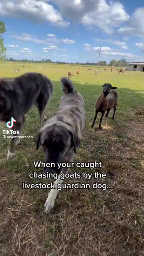 TikTok When your caught chasing goats by the livestock guardian dog ...
