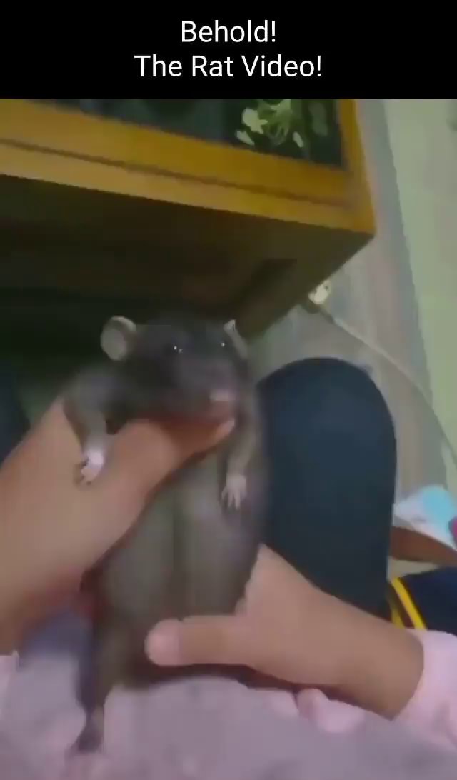 Behold! The Rat Video! - iFunny