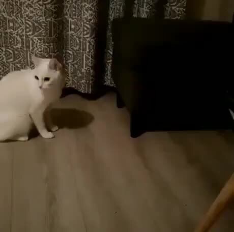 Video memes Nq6vLbK29 by rigid_cute1_2021 - iFunny