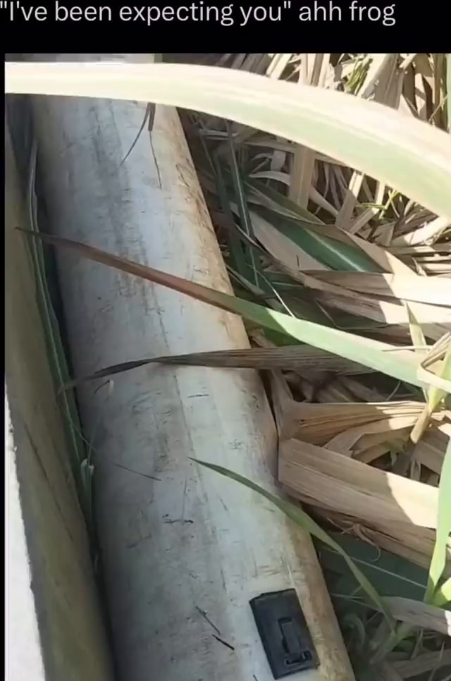 'I've been expecting you" ahh frog - iFunny