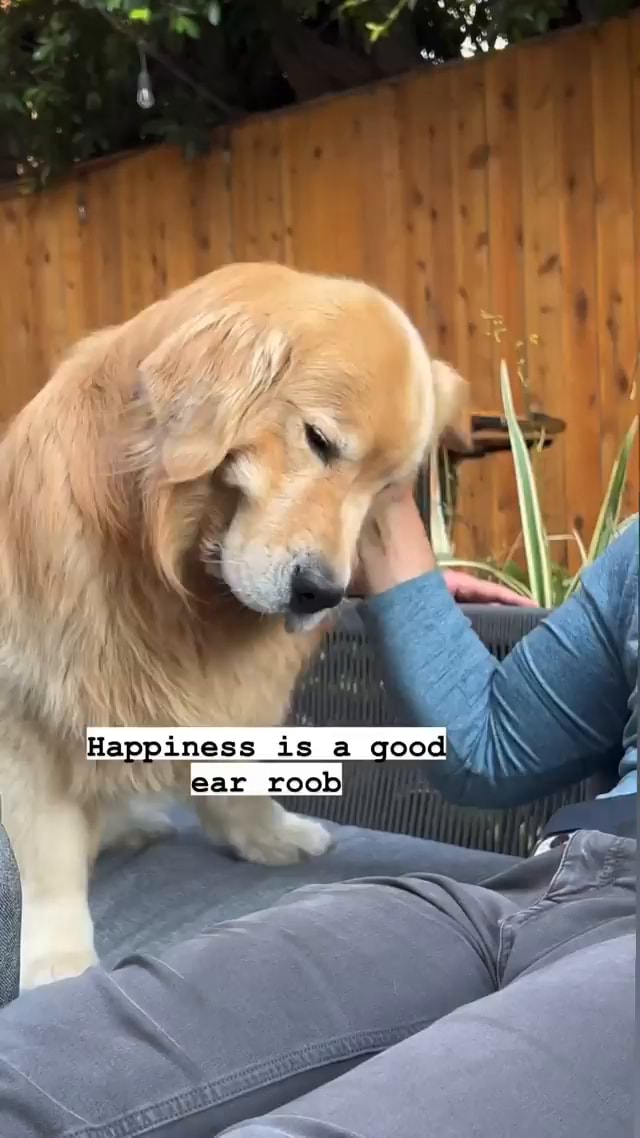 His face shows a lot😂😍 @pet_comical . . Credits @chasin_chester # ...