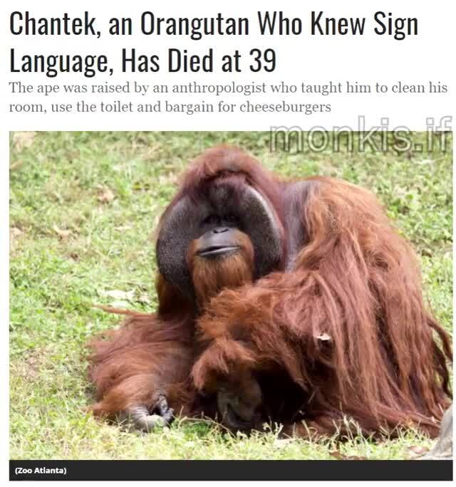 Chantek, an Orangutan Who Knew Sign Language, Has Died at 39 The ape ...