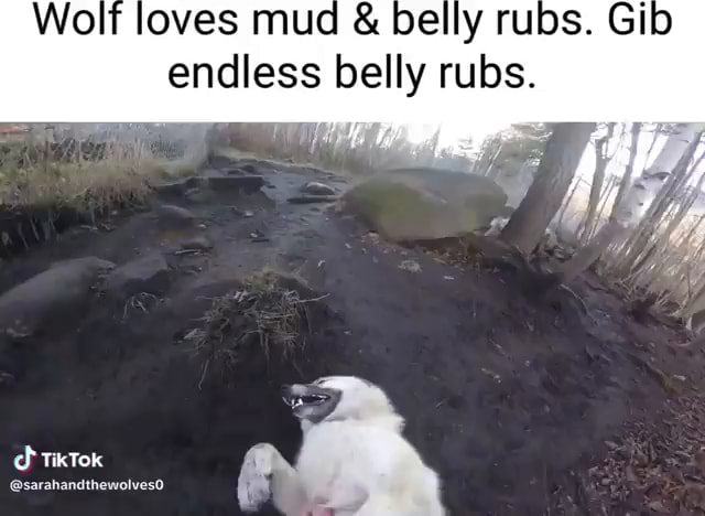 Wolt loves mud & belly rubs. Gib endless belly rubs ...