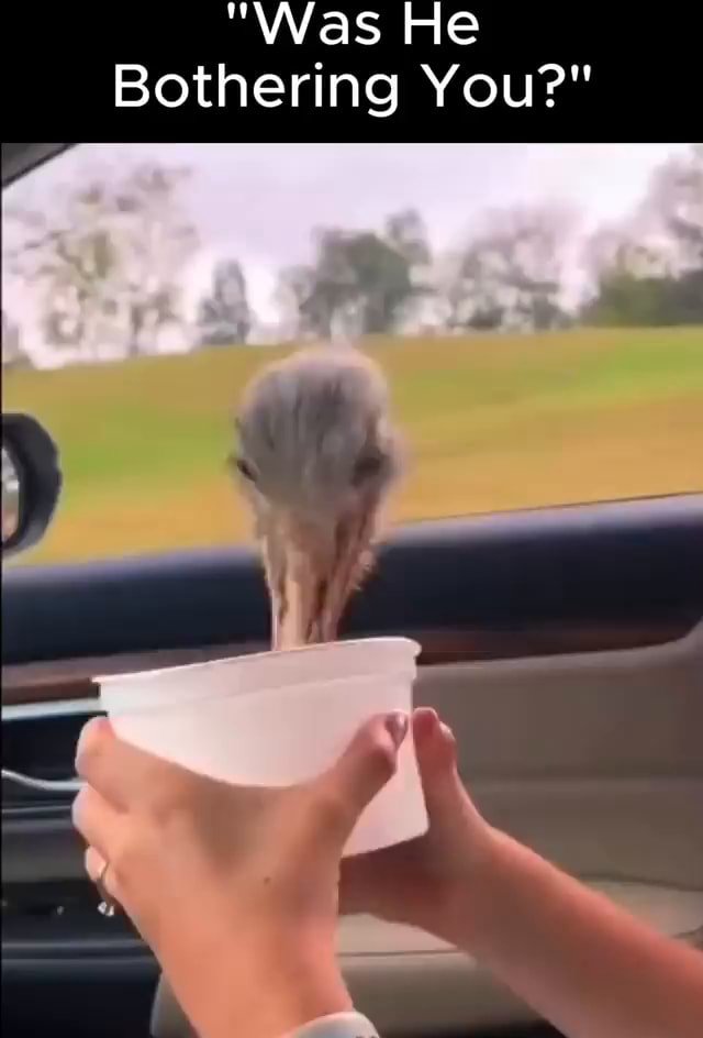 "Was He Bothering You?" - iFunny