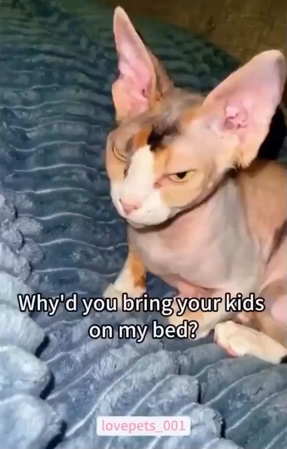 Why'd you bring your on my bed? - iFunny