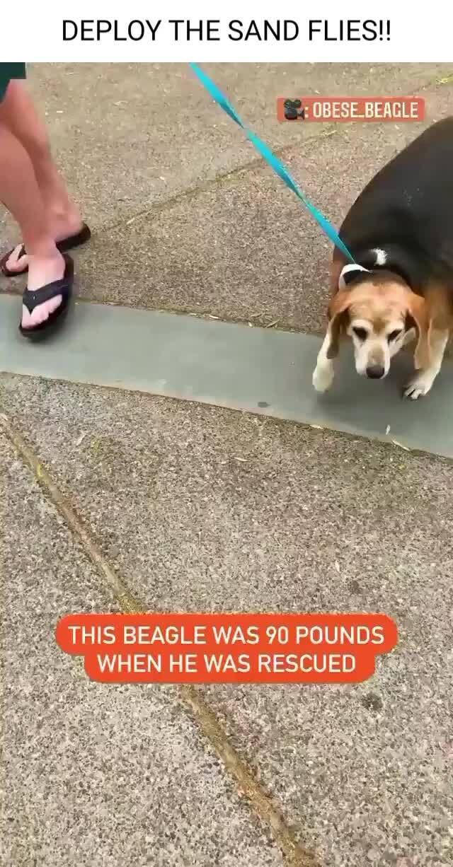 DEPLOY THE SAND FLIES!! THIS BEAGLE WAS 90 WHEN HE WAS RESCUED - iFunny