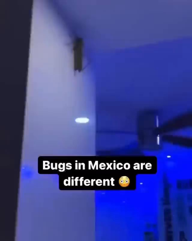 Bugs in Mexico are different - iFunny