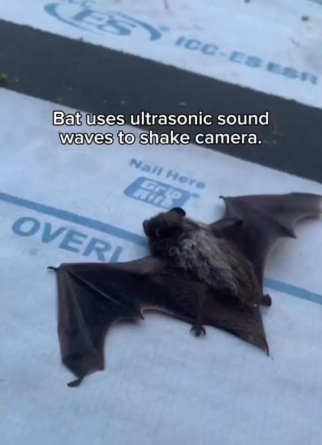 Bat uses ultrasonic sound waves to shake camera. - iFunny