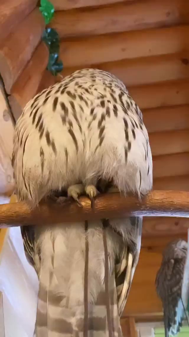 Video memes RygT8yaCA by Solothurn: 206 comments - iFunny