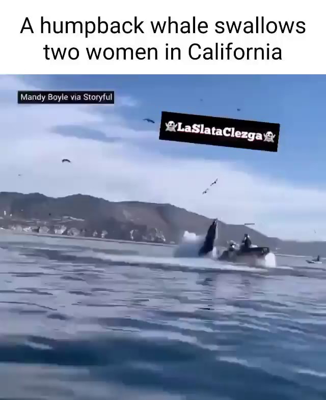 A humpback whale swallows two women in California Mandy Boyle via ...