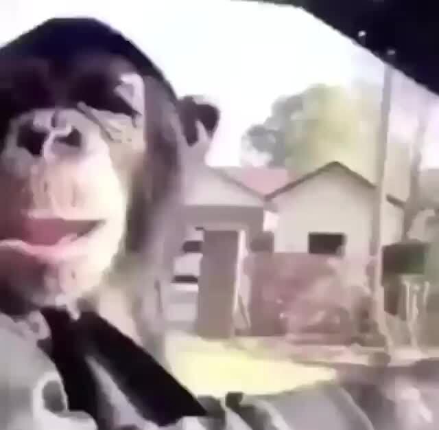 Hehe Monke - iFunny