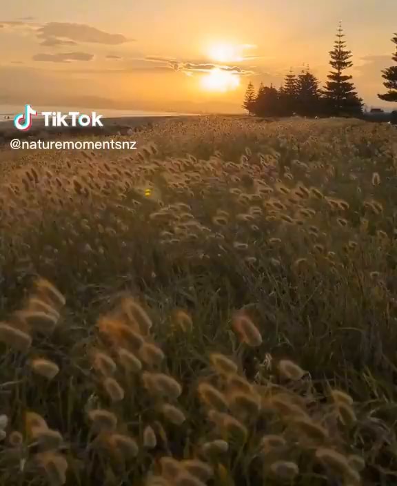 Ch TikTok te TEZ - iFunny