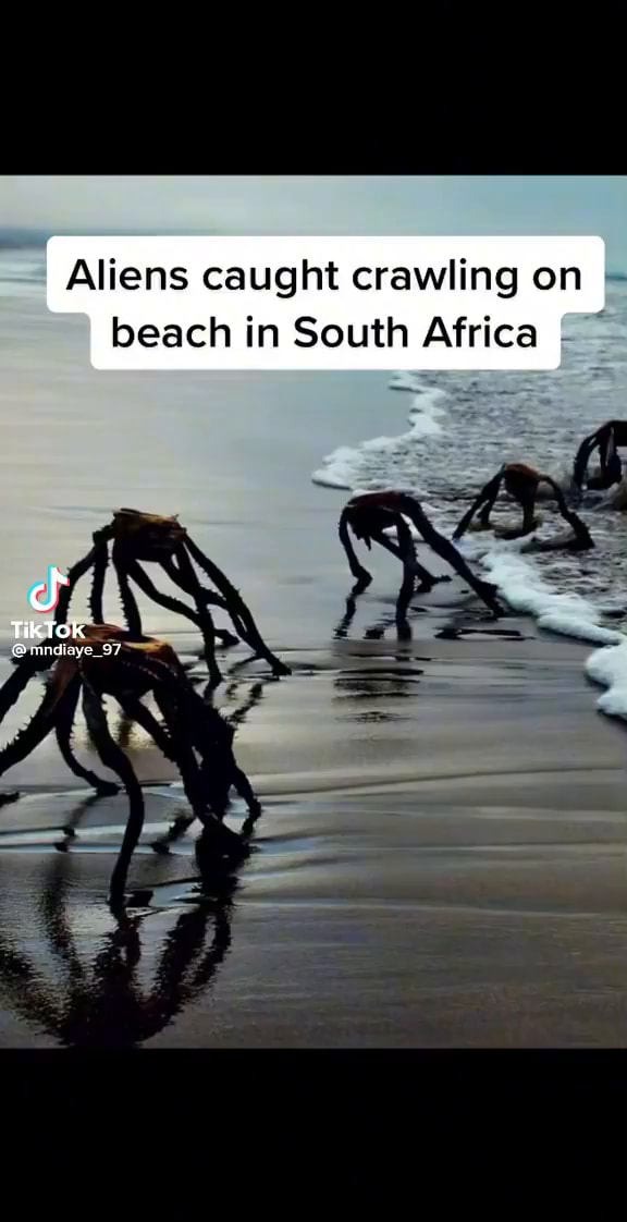 Aliens caught crawling on beach in South Africa TikTok - iFunny