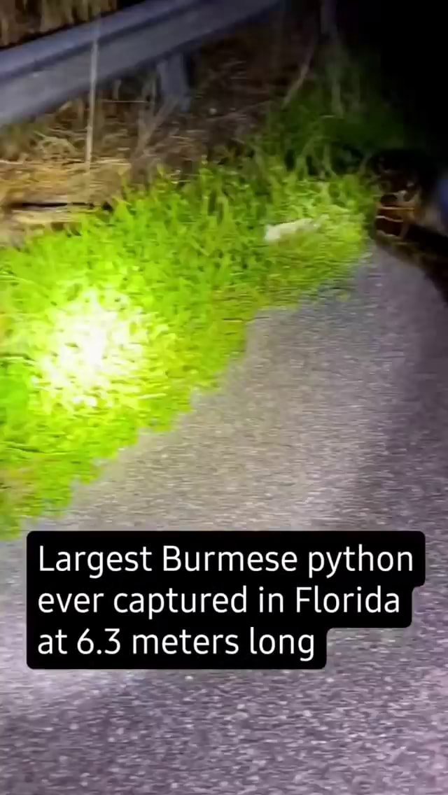 Largest Burmese python ever captured in Florida at 6.3 meters long - iFunny