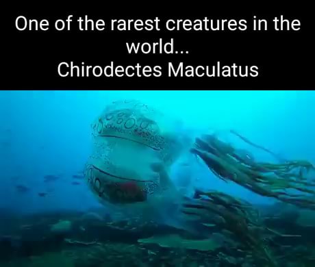 One of the rarest creatures in the world... Chirodectes Maculatus - iFunny