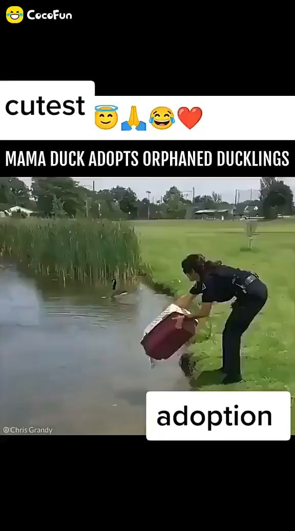 CoceFuo cutest MAMA DUCK ADOPTS ORPHANED DUCKLINGS @Chris Grandy ...