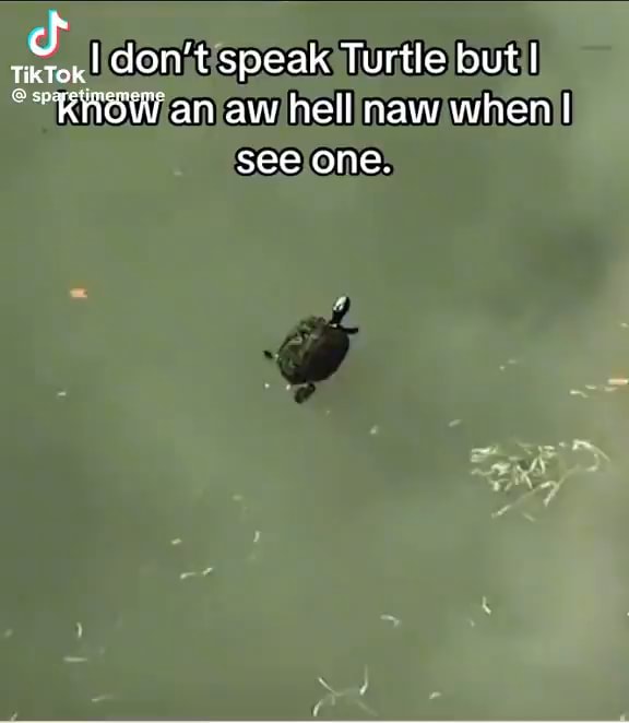 Don't speak Turtle but I an aw hell naw when I see one. - iFunny