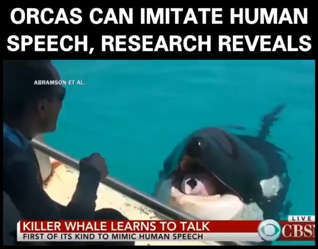 ORCAS CAN IMITATE HUMAN SPEECH, RESEARCH REVEALS ABRAMSON ET AL KILLER ...