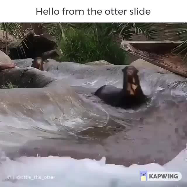 Facebook video #2366877690258036 - Hello from the otter slide - iFunny