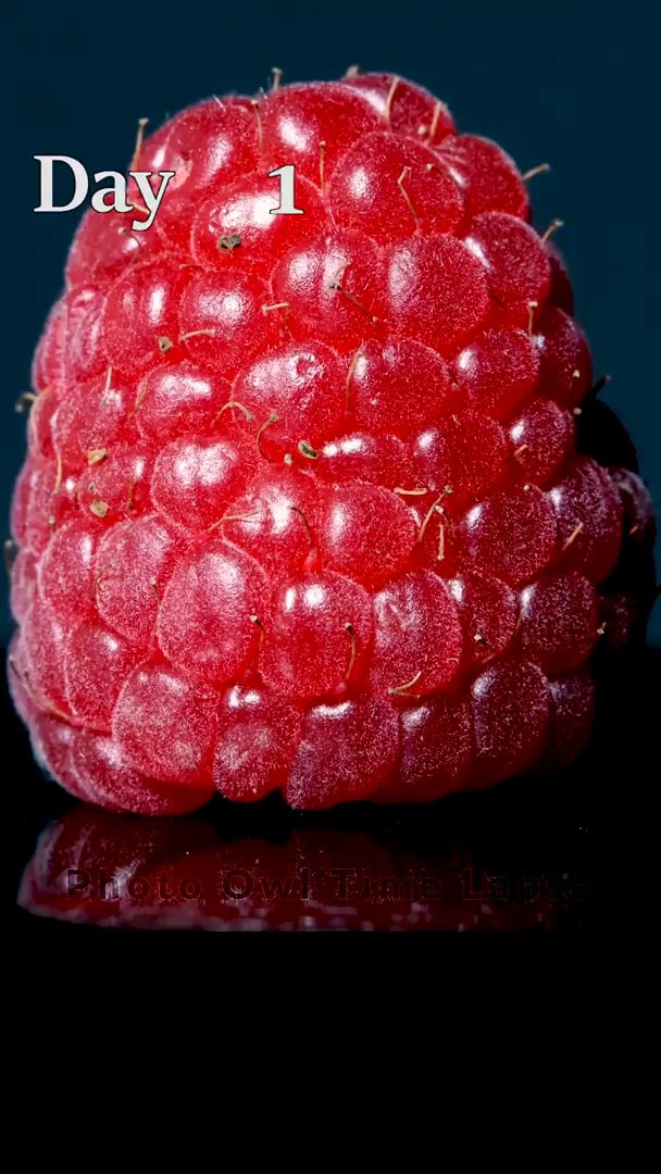Short timelapse of a raspberry decaying. Taken from the YouTube channel ...