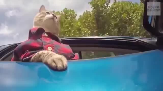 Cats doing human gif dump - iFunny