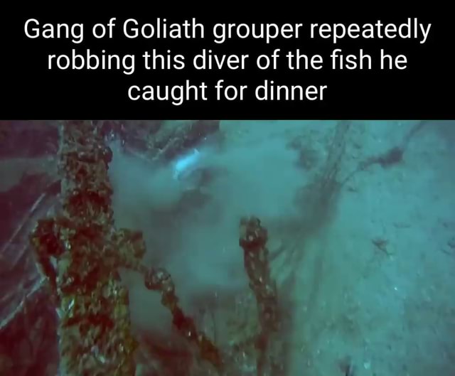 Gang of Goliath grouper repeatedly robbing this diver of the fish he ...