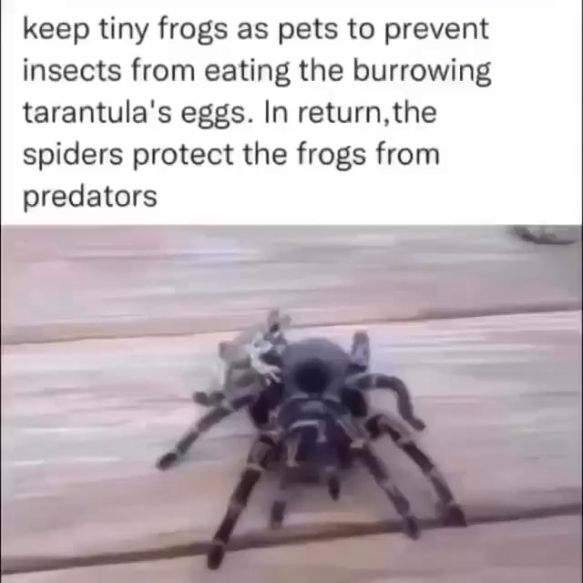 Keep tiny frogs as pets to prevent insects from eating the burrowing ...