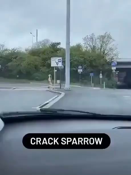 CRACK SPARROW - iFunny