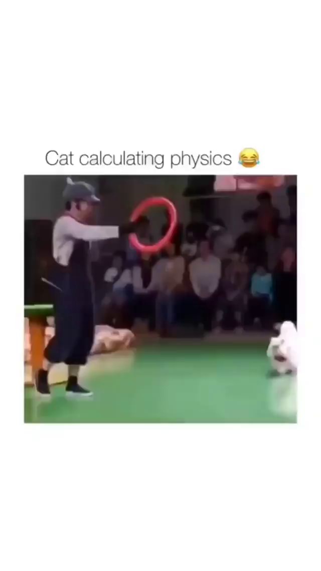 Cat calculating physics - iFunny