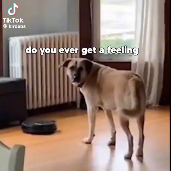 TikTok do you ever get a feeling - iFunny