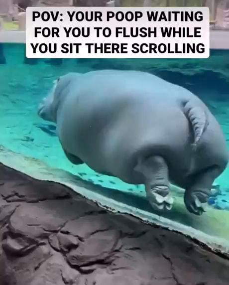 I POW: YOUR POOP WAITING FOR YOU TO FLUSH WHILE YOU SIT THERE SCROLLING ...